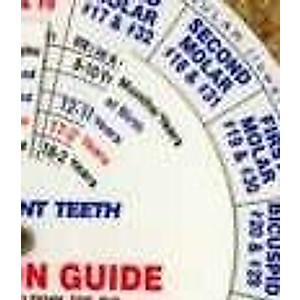 5 Dentition (Tooth Eruption) Guides/Practitioner and Dental Student Exam Study