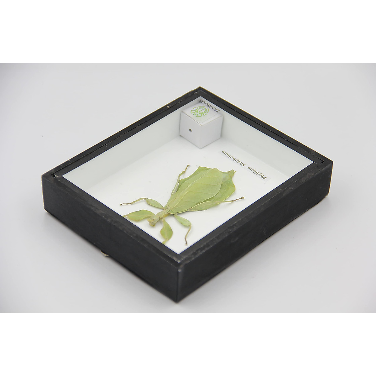 TAXIBUGS Leaf Insect Phylium Sicipholium Genuine Bug Green Brown Taxidermy Butterfly Insect Box Framed Display (Black Wooden Box)