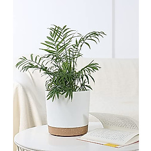 kubvici Planters for Indoor Plants, 8 Inch Plant Pots 2 Pack Flower Pots with Drainage and Saucer for Indoor Outdoor Plants, Plastic Indoor Planter Garden Pot White 8”
