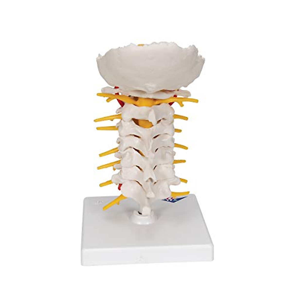 3B Scientific A72 Cervical Spinal Column - 3B Smart Anatomy