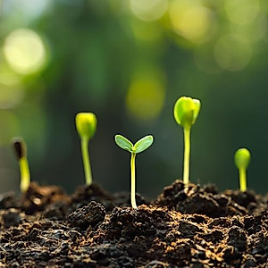 SuperMoss 01999 Agromin Organic Recycled Green Material Potting Mix, 4 Quart, Natural