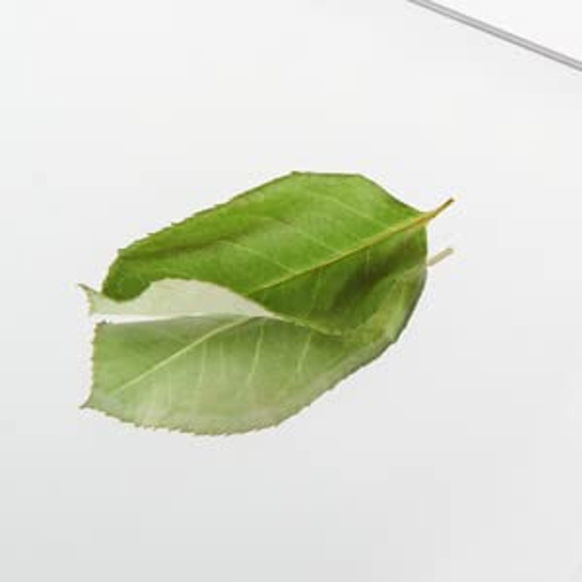 KUIKUI Explosion-Proof Full Length Mirror, Wall Mounted Door Mirror for Dorm Room Decor, Rectangular Float Framed, 50x 14, Black