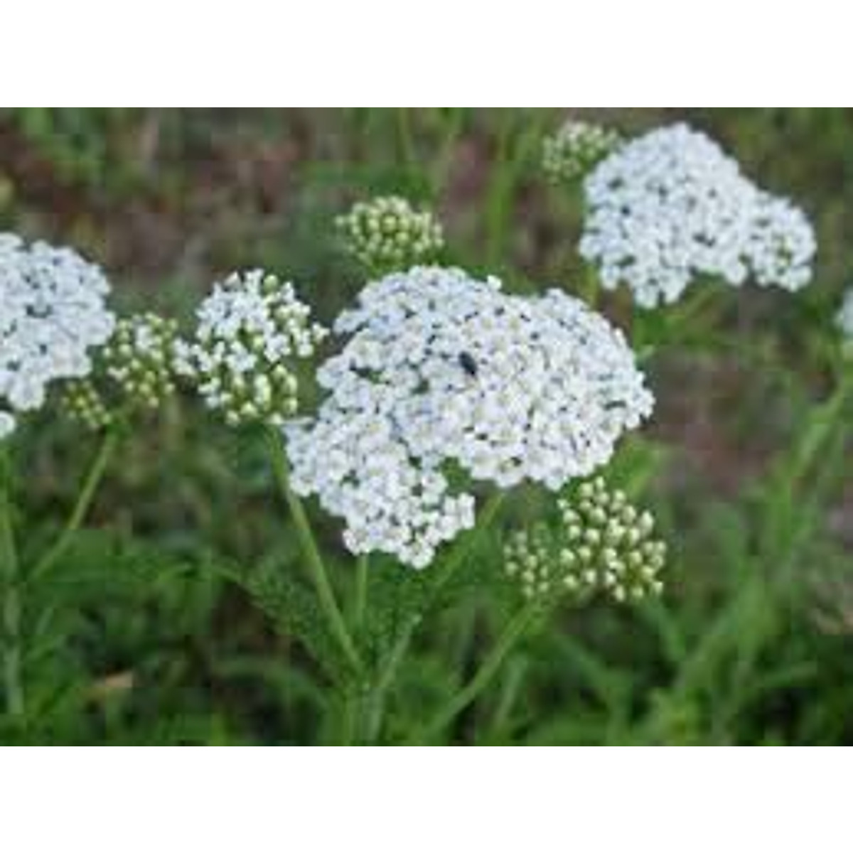 White Yarrow Western Flower Seeds for Planting, 1500+ Seeds Per Packet, (Isla's Garden Seeds), Non GMO & Heirloom Seeds, Botanical Name: Achillea millefolium, Great Home Garden Gift