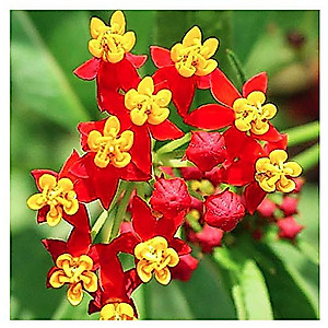 Blood Flower Milkweed Seeds - Food and Host Plant for Monarch Butterflies…