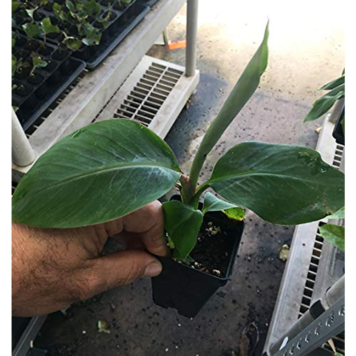 Manzano "Apple" Banana Plant - RARE - Live Banana TreeRARE