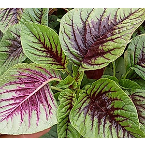 1000 Red Stripe Green Leaf Amaranth Seeds for Planting Chinese Spinach Heirloom Non GMO 2 Grams of Seeds Lu Hsien Garden Vegetable Bulk Survival Amaranthus