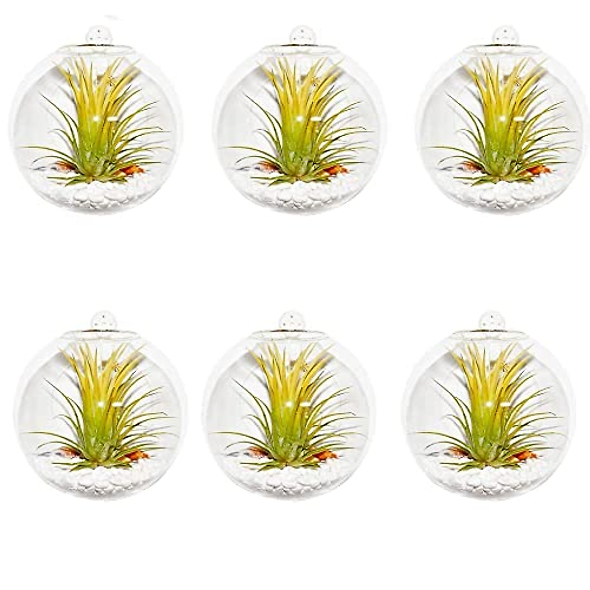 DZHJKIO Pack of 6 Glass Planters Wall Hanging Planters Round Glass Plant Pots Hanging Air Plant Pots Flower Vase Air Plant Terrariums Wall Hanging Plant Container, 12 cm Diameter