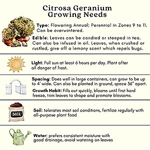 Clovers Garden Citronella Plants – Two (2) Live Plants – Non-GMO - Not Seeds - Each 4" to 8" Tall – in 4" Inch Pots - Citrosa Geranium Plant, Mosquito Repellent, Blooming, Edible
