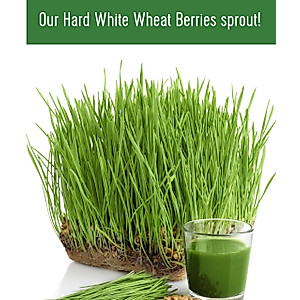 Hard White Wheat Berries | 3-4 LB Kraft Bags (12 LBS total) | Desiccant Free | Sproutable | Non-GMO Project Verified | Kosher