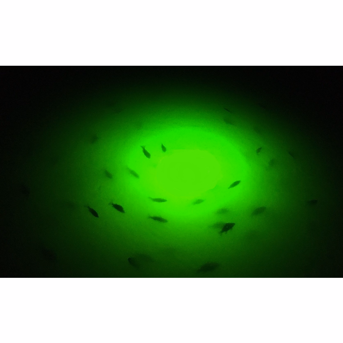 Saltwater Approved & Barnacle Burning Bulbs, Double Lamp Bright Green Underwater Fishing Light Kit, Dock & Fish Lights with 50' Cords (7,900 Lumens Each Bulb)