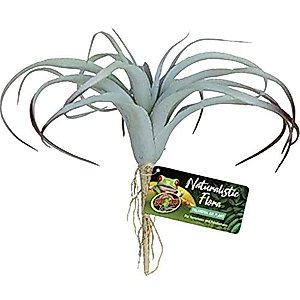 Zoo Med Tillandsia AIR Plant