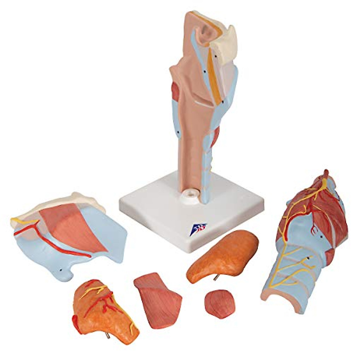 3B Scientific G21 Larynx 2x life size 7-part - 3B Smart Anatomy