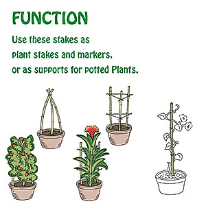 Mininfa Natural Bamboo Stakes 2 Feet, Eco-Friendly Garden Stakes, Plant Stakes Supports Climbing for Tomatoes, Trees, Beans, 30 Pack