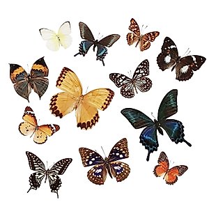 Pokiphip 12 Pcs Taxidermy Butterfly, Real Butterfly Taxidermy Natural Unmounted Butterfly Specimen, Exquisite Collection of Real Butterflies for Home Decor and Crafts