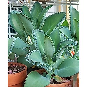 1 Seedling with Roots of Mexican Hat Plant, Kalanchoe,