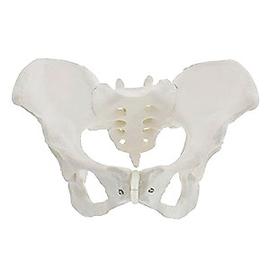 Female Pelvis Model, Life Size Female Pelvic Skeleton Mode, Female Anatomy Model for Science Education, Hip Bone Pelvic Model Female Anatomical Model