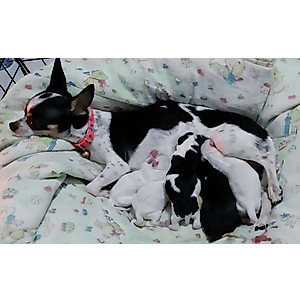 PROFERRIC 100 CC. Tonic Liquid Best Pet Booster Blood Support for Dogs Puppies Iron & Multi Vitamins Supplement Fast Increasing Animal Immunity Energy & Power, Folic B6 B12 Promotes Red Blood Cell