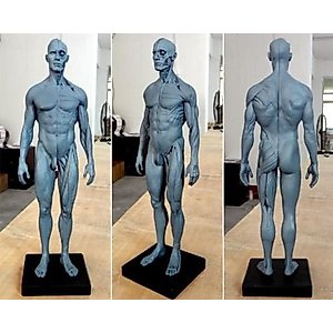 Aphrodite US STOCK New Human Anatomical Anatomy Skull Head Body Model Muscle Bone (30cm) Height by Oubo