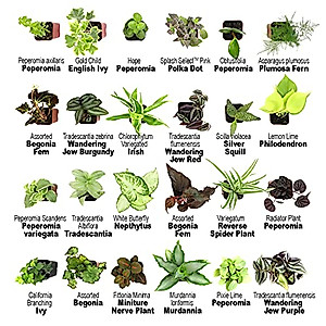 Easy to Grow Houseplants (12 Pack) Live House Plants in Plant Containers, Growers Choice Plant Set in Planters with Potting Soil Mix, Home Décor Planting Kit or Outdoor Garden Gifts by Plants for Pets