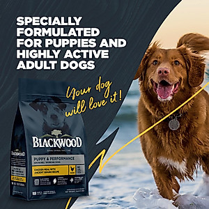 Blackwood Puppy & Performance Dry Dog Food, Chicken Meal with Ancient Grains, 10 Pound Bag for Growing & Working Dogs, Supports Active Lifestyle