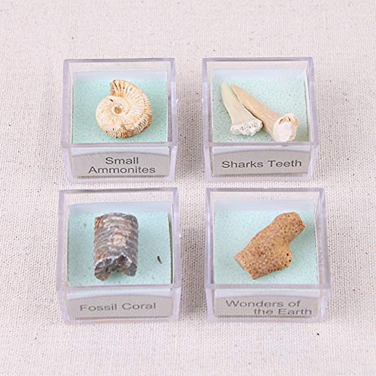 Transparent Specimen Box,Protolith Specimen Ammonite Shark Teeth Gastropod Coral Fossils Stone Collection - Random Style