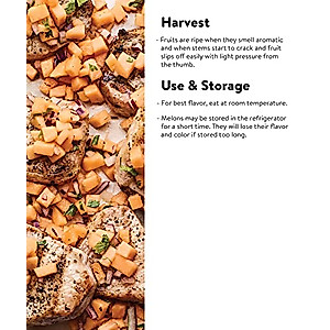 Burpee Ambrosia Cantaloupe Melon Seeds 30 seeds