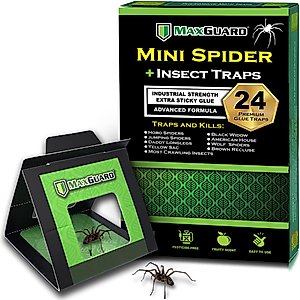 MaxGuard Mini Spider + Insect Traps (24 pcs Box Trap) | Non-Toxic Extra Sticky Glue Traps | Trap and Kill Hobo Spiders, Black Widow Spiders, Brown Recluse Spiders and Crawling Bugs |