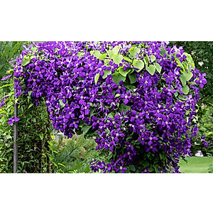 200+ Clematis Vine Plant Seeds - Mixed Color Clematis Vine Large Blooms Perennial Vine Clematis Flower Seeds for Planting
