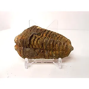 Genuine Very Large Calymene Trilobite Fossil from The Anti-Atlas Region of Morocco, N.Africa with Free Acrylic Display Stand, Fact Sheet & COA Bundle