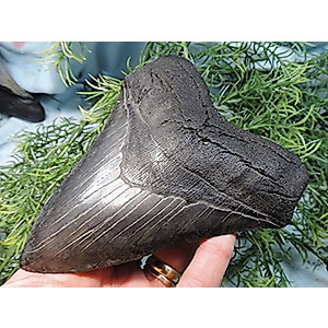 Massive 5 1/4'' Megalodon Tooth. Impressive!!
