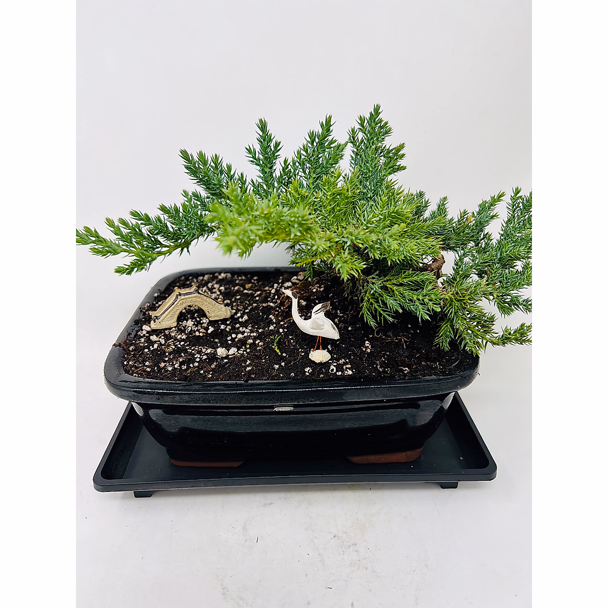 Juniper Bonsai Tree with Black Through 8" Rectangle Ceramic Vase