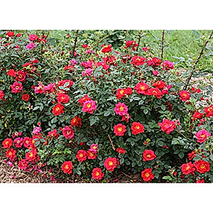 4.5 in. Quart OSO Easy Urban Legend Rose (Rosa) Live Plant, Red Flowers