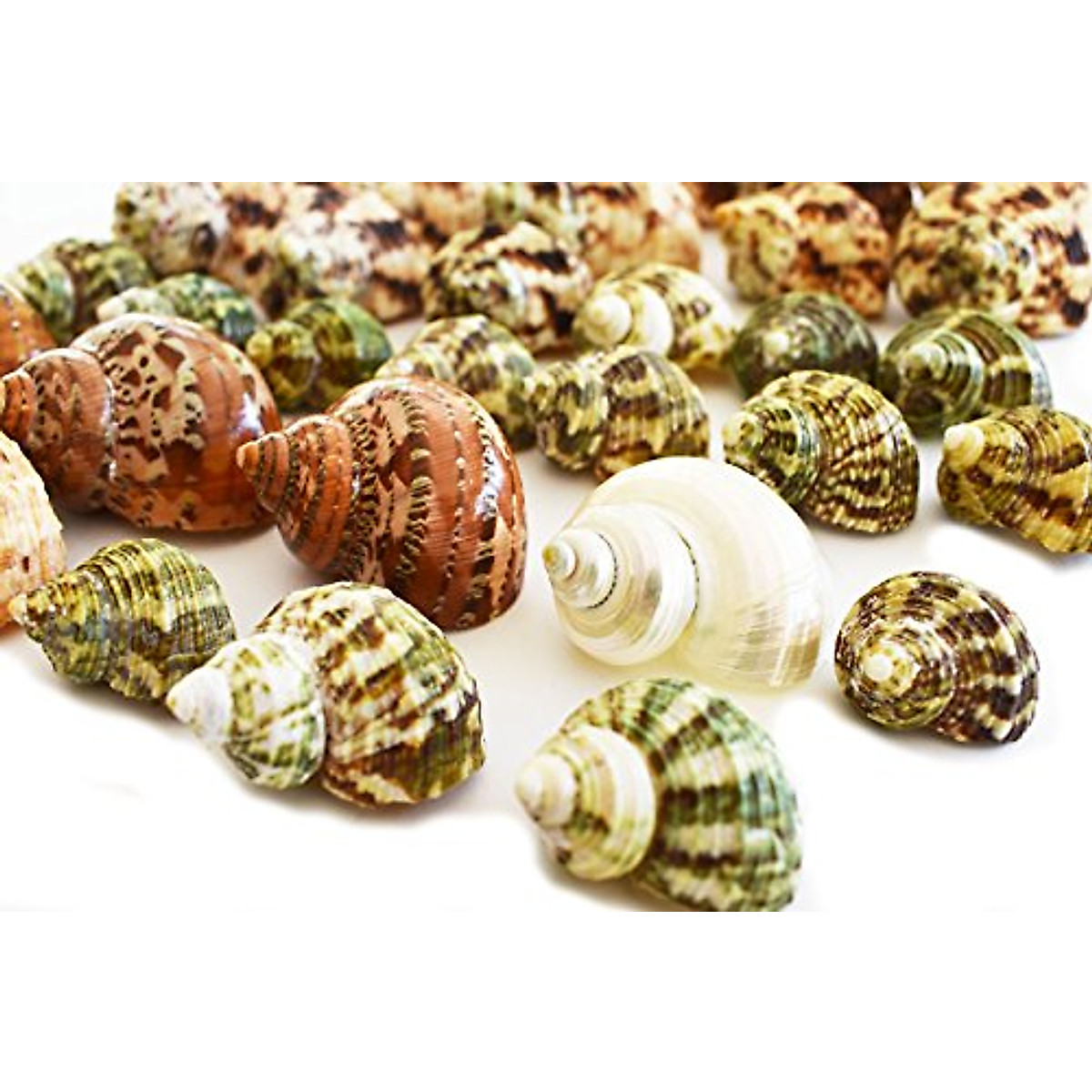 FSG - 30 Select Hermit Crab Shells Lot 1"-2" Size (Opening 1/2"-1") Seashells - Includes Polished Tapestry Turbos, Silver Turbos, Silver Mouth Turbos and More.