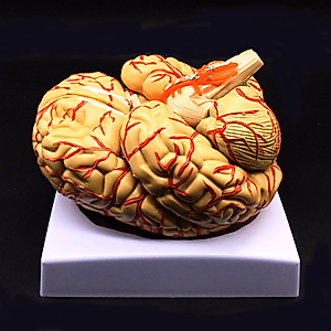 Human Brain Model, Anatomically Accurate Brain Model 8-Part Human Brain Anatomy for Science Classroom Study Display Teaching Medical Model