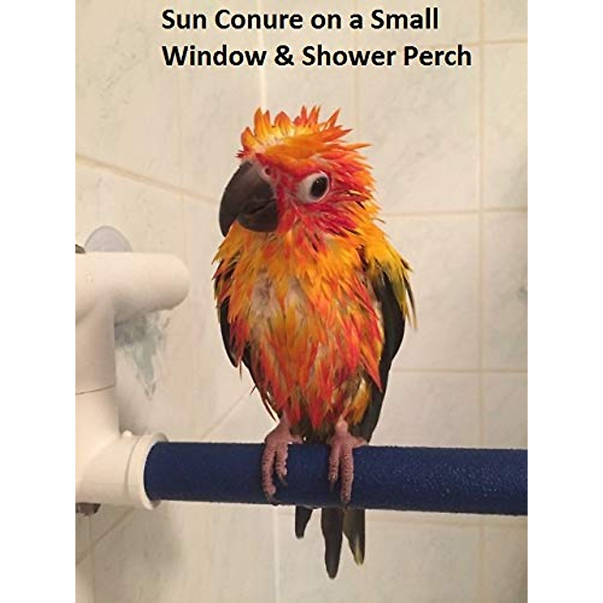 Polly's Sandy Window and Shower Bird Perch, Small