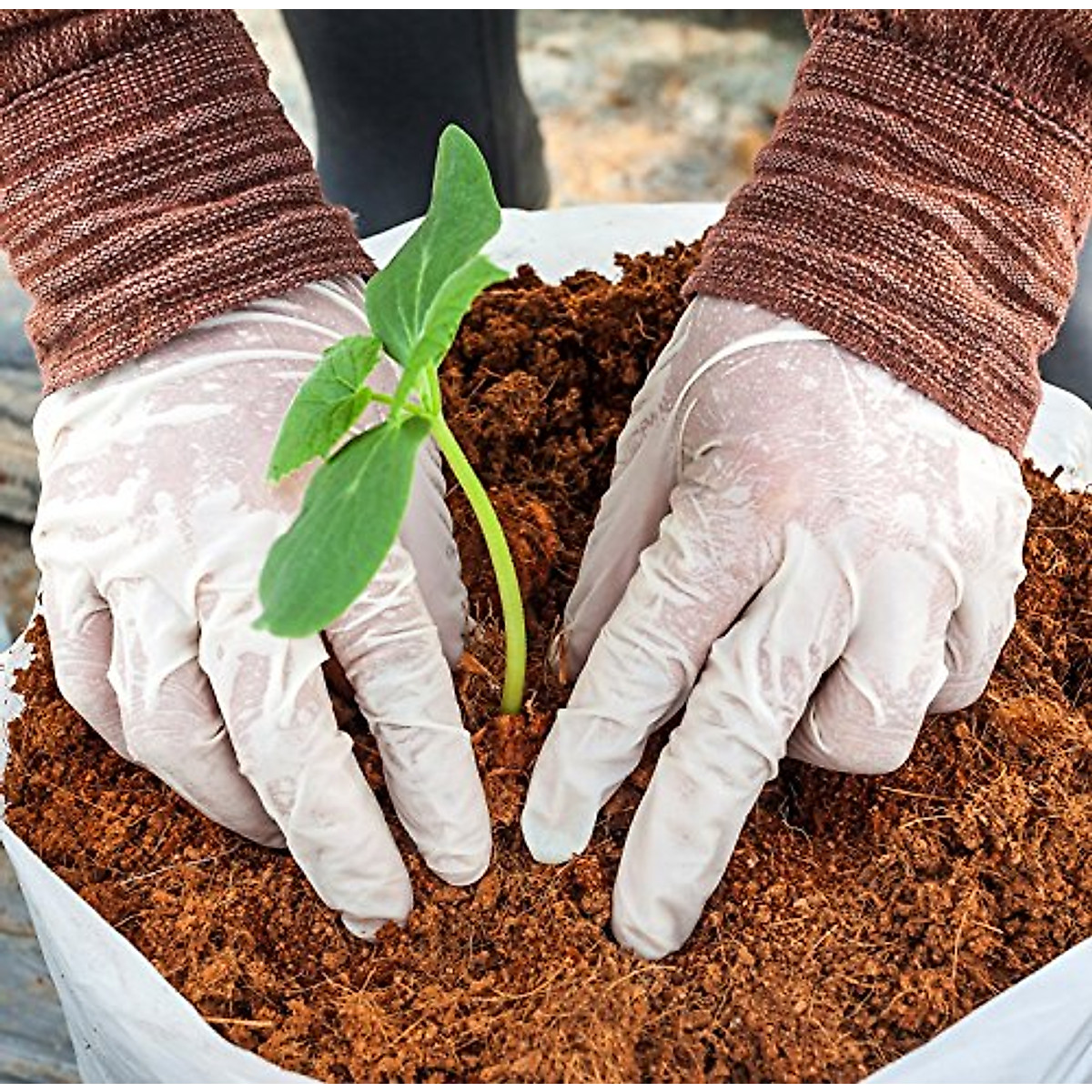 Premium Organic Coco Coir - 11lb Growing Medium for Plants