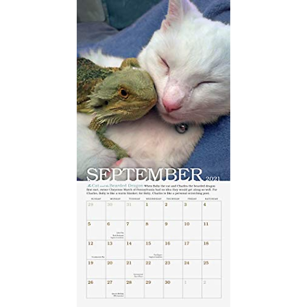Unlikely Friendships Mini Wall Calendar 2021