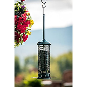 Squirrel Buster Mini Squirrel-proof Bird Feeder w/4 Metal Perches, 1.3lbs Seed Capacity, garden green