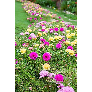 hua xian zi,Moss Rose (Portulaca Grandiflora) Mixed Colors 10000+ Fresh Seeds