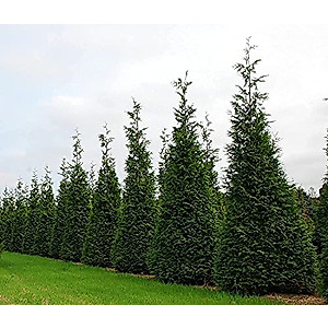 Green Giant Arborvitae | 3 Live 1 Gallon Trees | Thuja Plicata | Evergreen Privacy Screening Plants