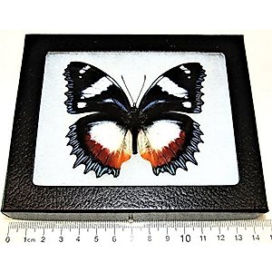 BicBugs Hypolimnas dexithea red Blue White Black Butterfly Madagascar Framed
