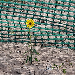 BISupply 4 FT Safety Fence – 100 FT Plastic Fencing Roll for Construction Fencing Pet Fencing and Event Fencing, Green