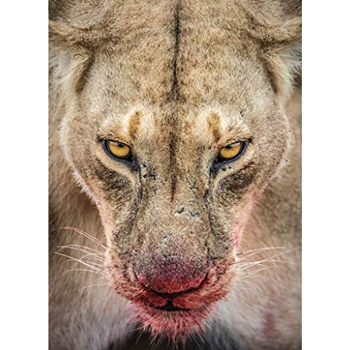 TAMRON Super Zoom Lens SP 150-600mm F5-6.3 Di VC USD G2 for Nikon Full Size A022N