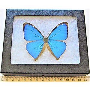 BicBugs Morpho aega Blue Butterfly Argentina Framed Real