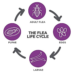 TevraPet Actispot II Flea Treatment for Small and Medium Cats 5-9 lbs | 6 Doses | Powerful Prevention and Control, Clear