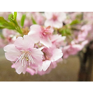 Canon PowerShot G16 digital camera 5 times zoom PSG16 wide angle 28mm optical - International Version (No Warranty)