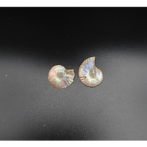 Universal Specialties Ammonite Pair 2pc Unique Fossil Stone Natural Specimen Shell Dinosaur Fossils Crystal Mineral Madagascar Feng Shui Chakra Energy Healing Raw Set Prehistoric Ancient Gemstone 2 cm