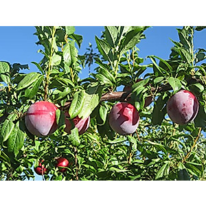 2 Cherry Plum Plants Live 10 to 16 Inc Tall, Red Plum Fruits for Planting Ornaments Perennial Garden