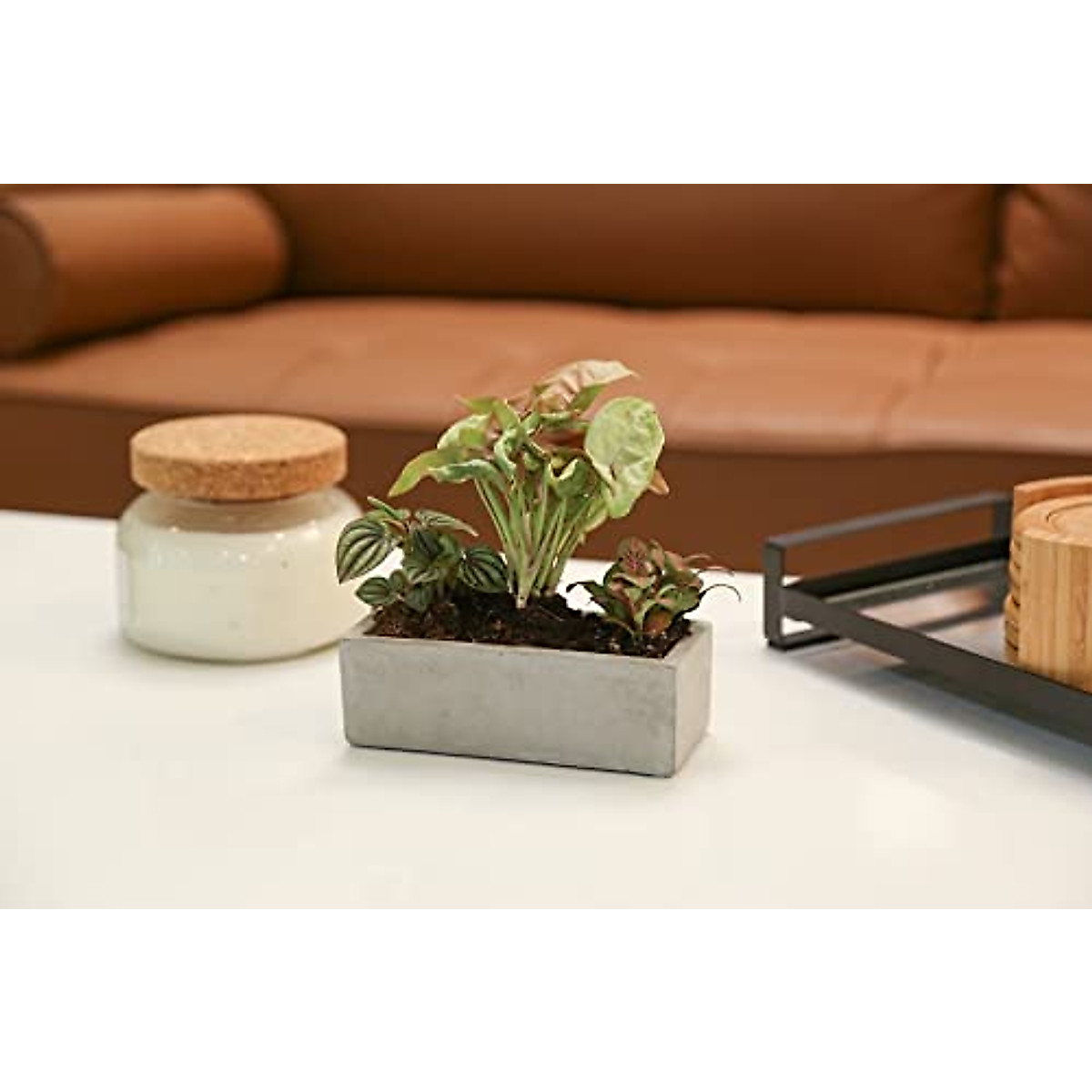 Costa Farms Mini Houseplants (6 Pack), Easy Grow Live Indoor House Plants in Nursery Plant Pots, Grower's Choice with Soil Potting Mix, Potted Home Décor Planter or Outdoor Garden Gift