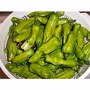 Golden Greek Pepperoncini Hot Pepper Seeds - A Perfect Addition to Greek Salads.(25 - Seeds)